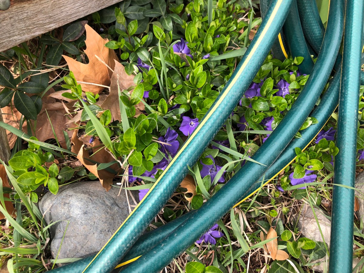 NaPoWriMo Periwinkle – 1DR What Else?